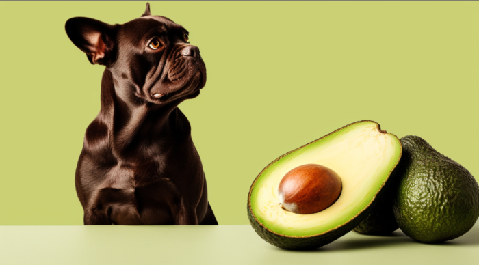 Can Dogs Eat Avocado? Everything You As Owner Should To Know | Dog ...